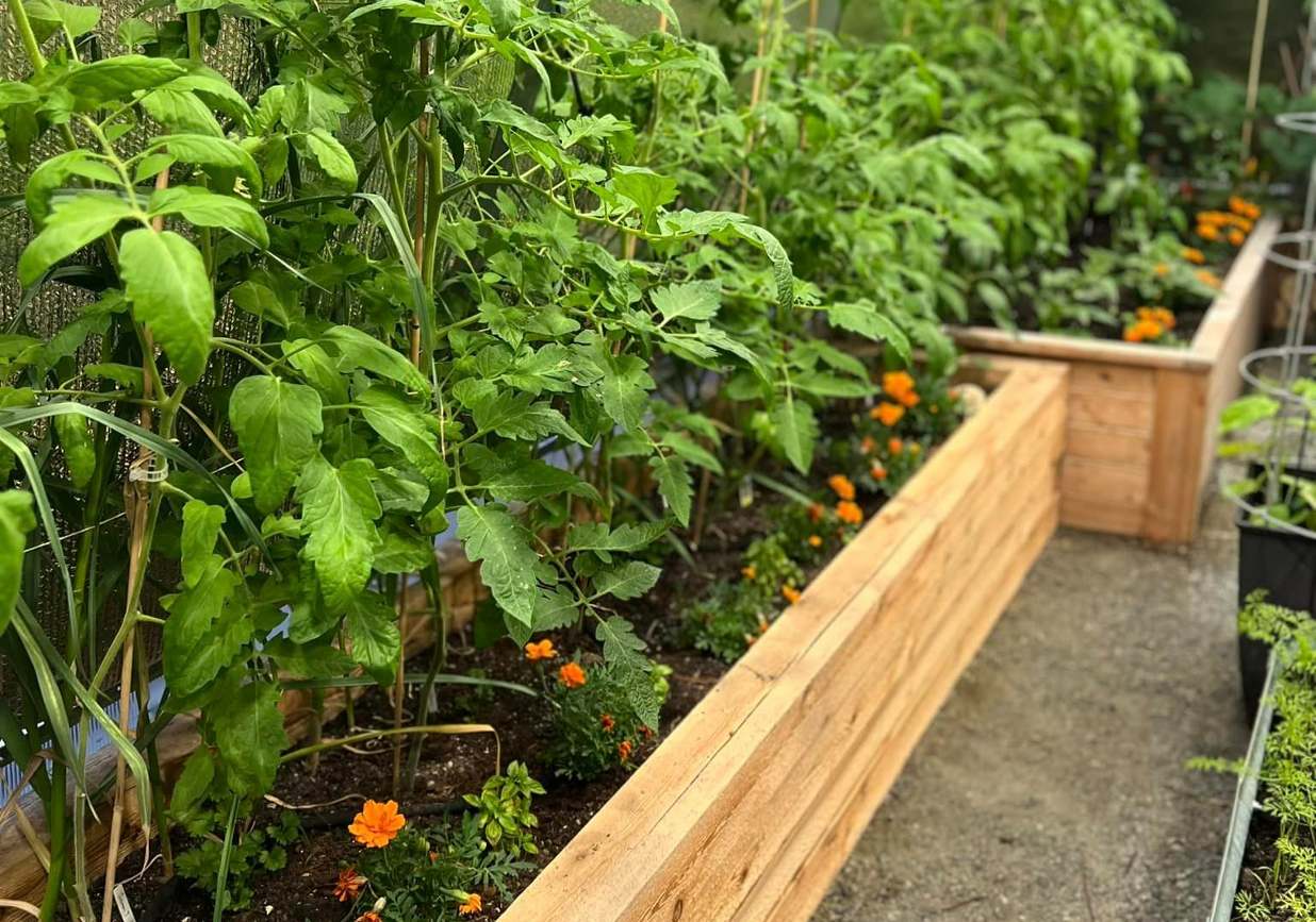 Raised Beds vs Raised Planter Boxes: Which One is the Greenhouse Garde ...