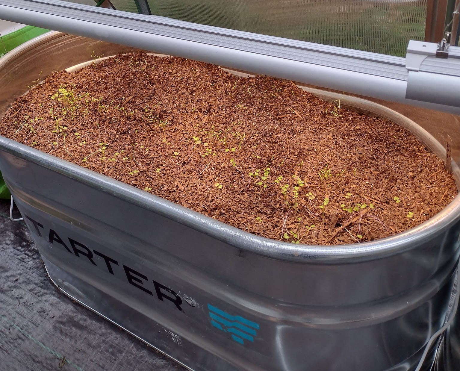 How to Grow Microgreens Inside Your Greenhouse: Step-by-Step Guide ...